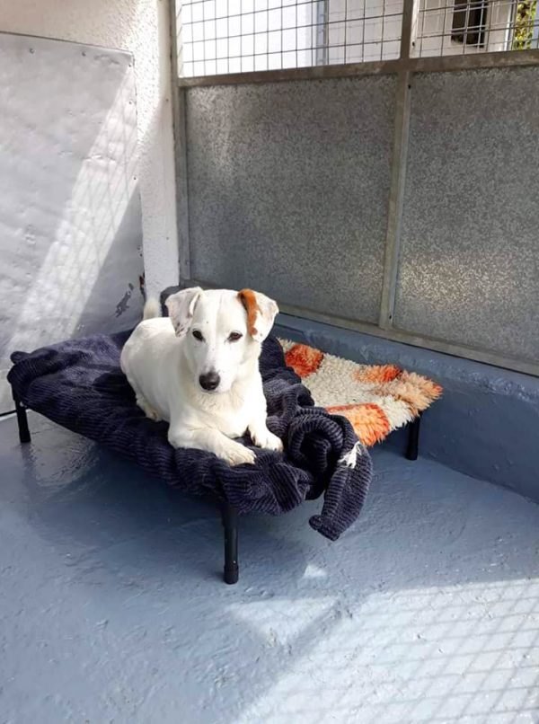 Kennels – Elderberry Kennels